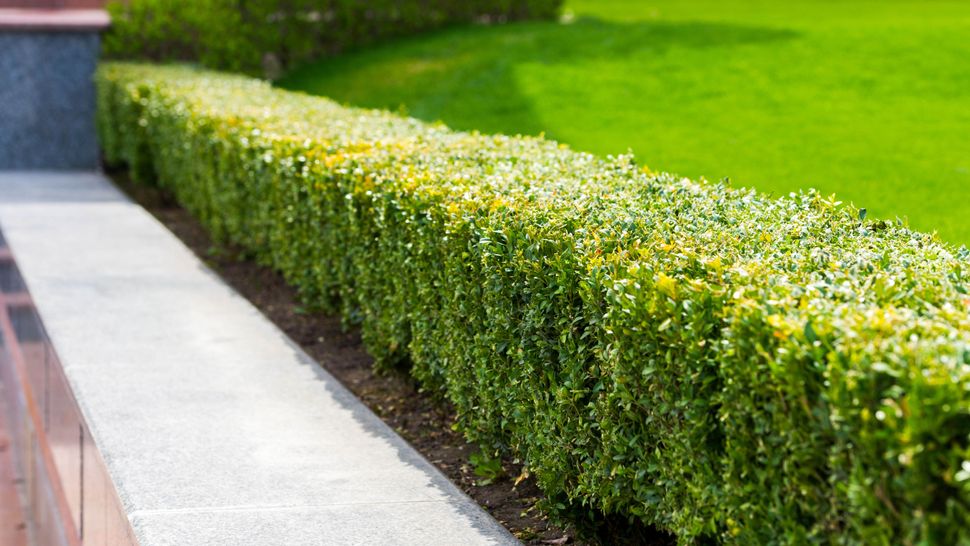 The 7 best plants for neat yet low-maintenance hedges | Tom's Guide