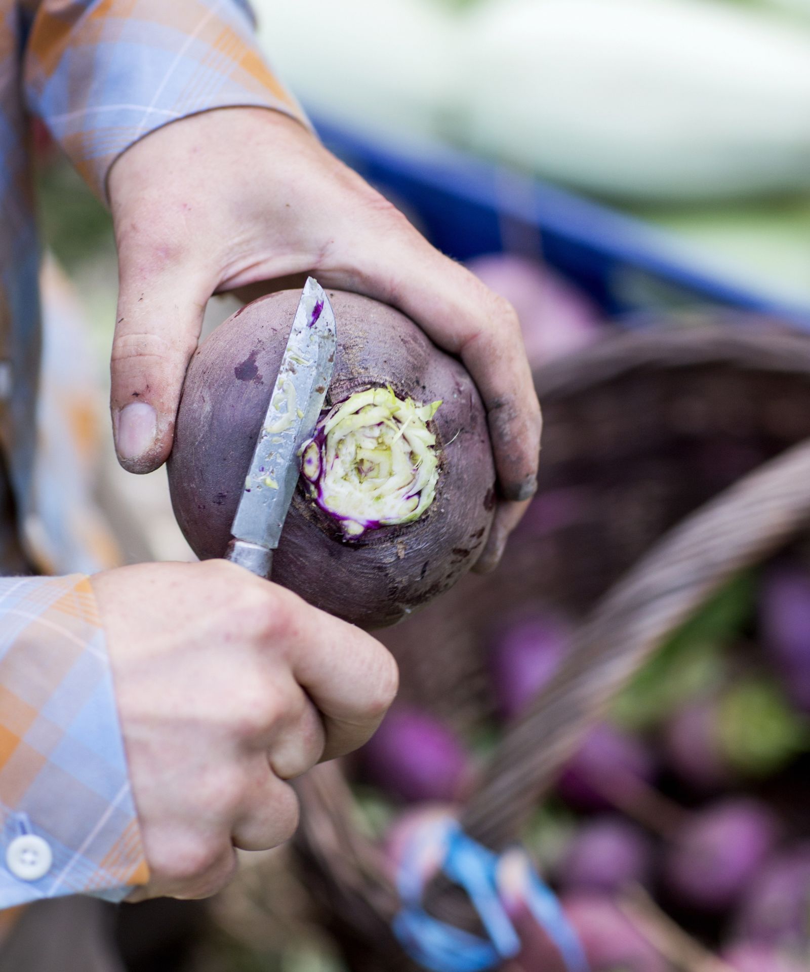 When to harvest rutabaga for a flavorful homegrown crop | Homes and Gardens
