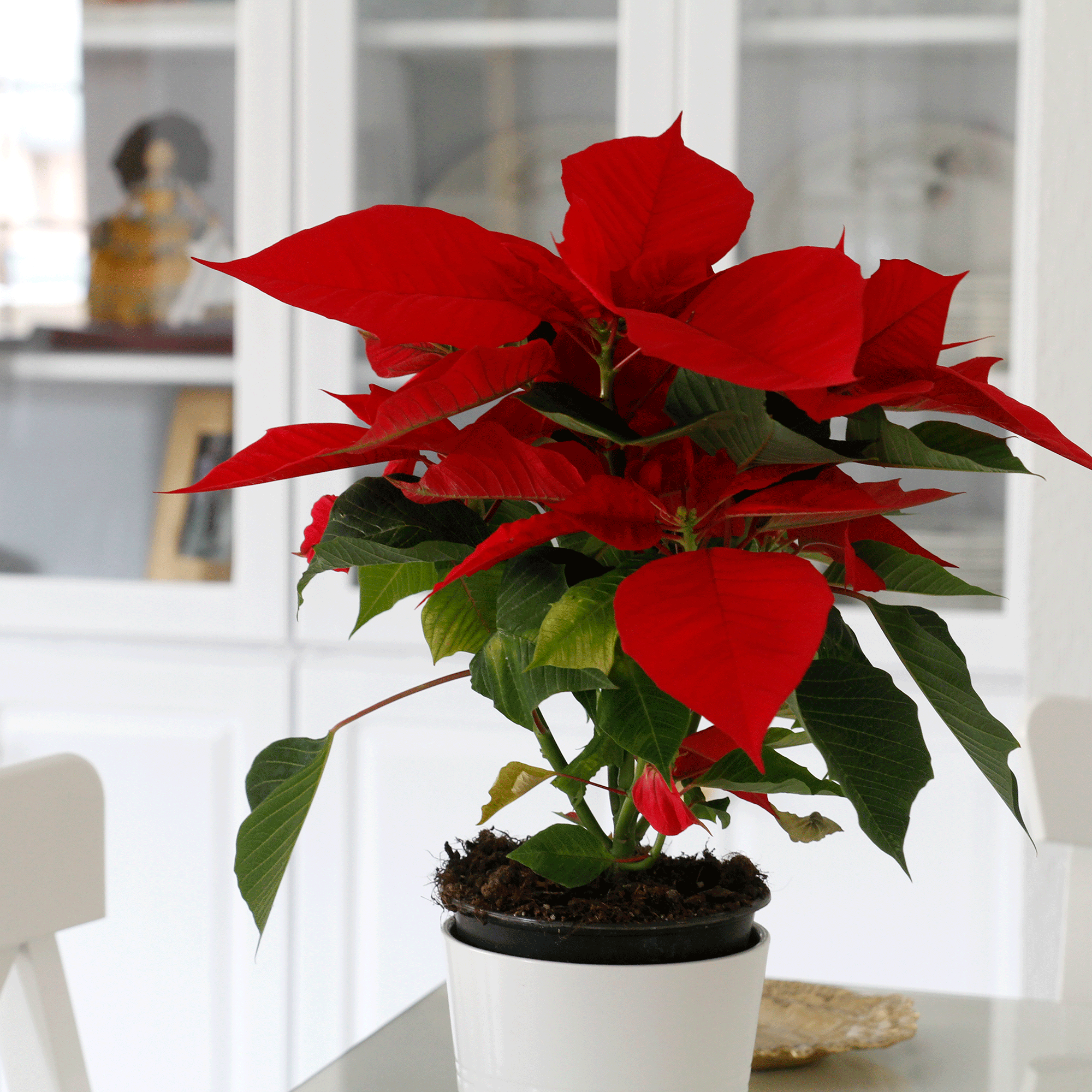 How to make a poinsettia turn red again according to experts | Ideal Home