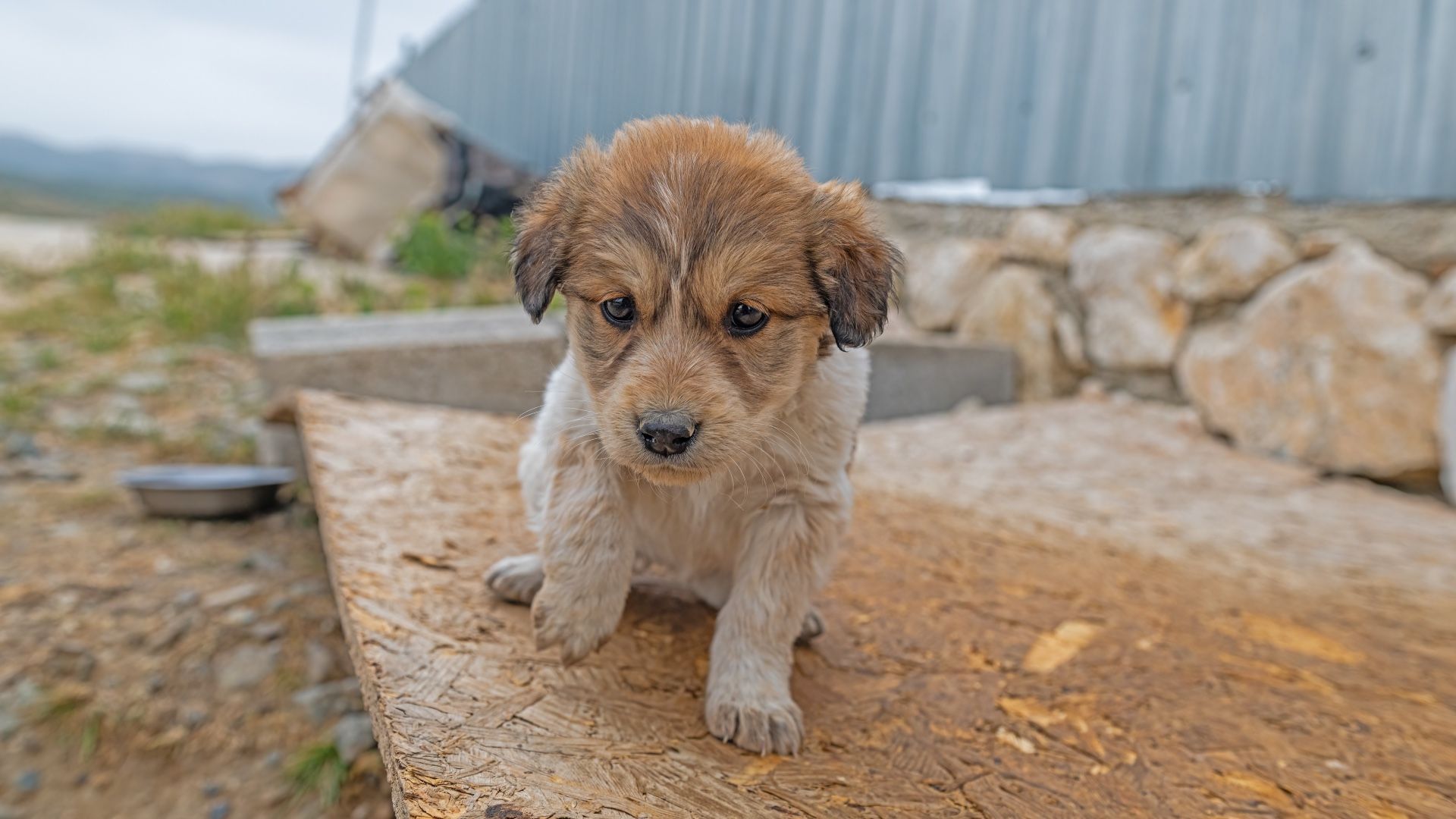 Backlash over Türkiye’s controversial new bill to manage stray dog ...