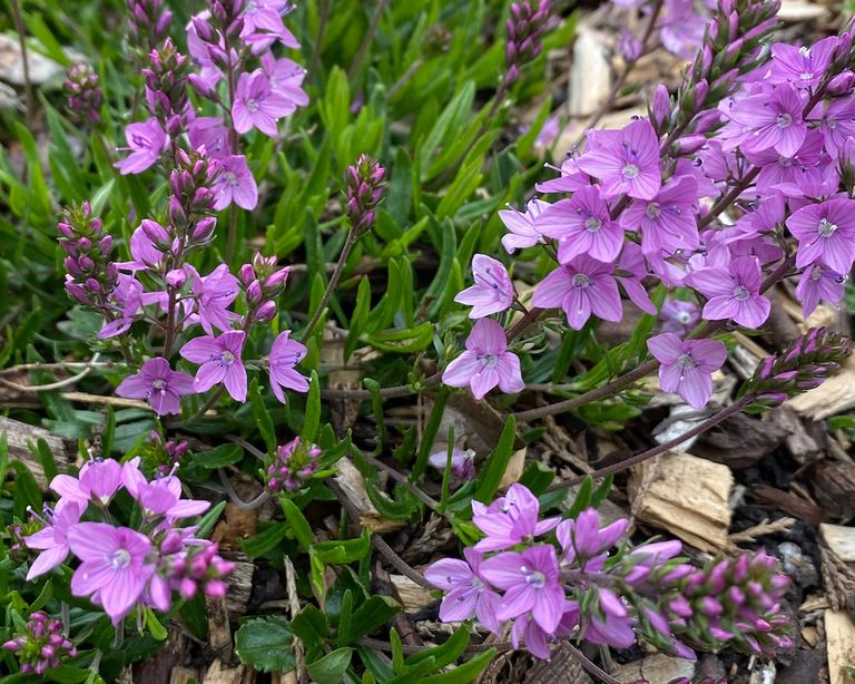 Best alpine plants: 16 types for borders, pots and rockeries | Gardeningetc
