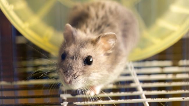 5 hamster breeds: which furry friend is right for you? | PetsRadar