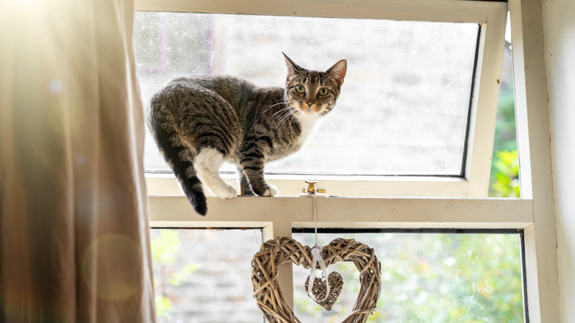 How to cat-proof your home in 12 easy steps | PetsRadar