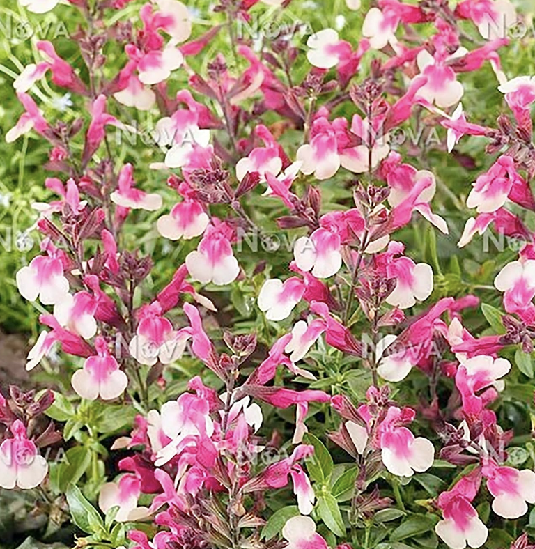 The 11 best plants for heat and cold | Livingetc