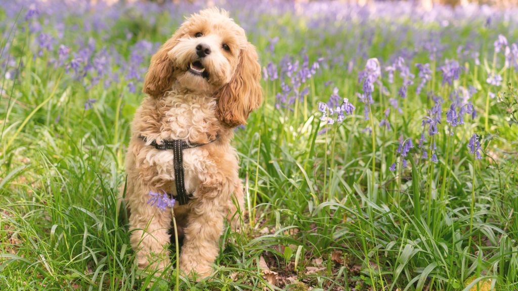 How long do cockapoos live? Everything you need to know about this ...