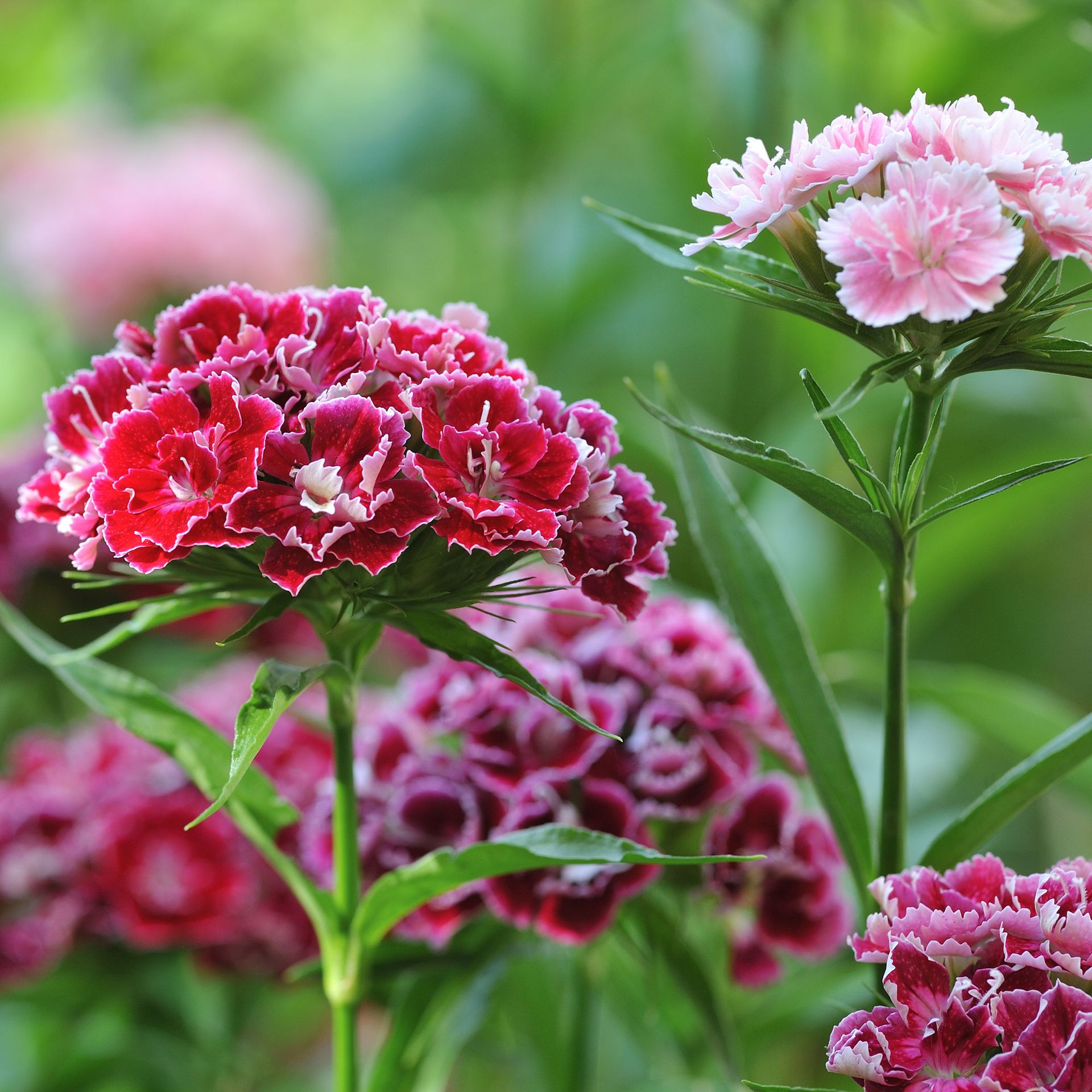 How to grow and care for sweet william | Ideal Home