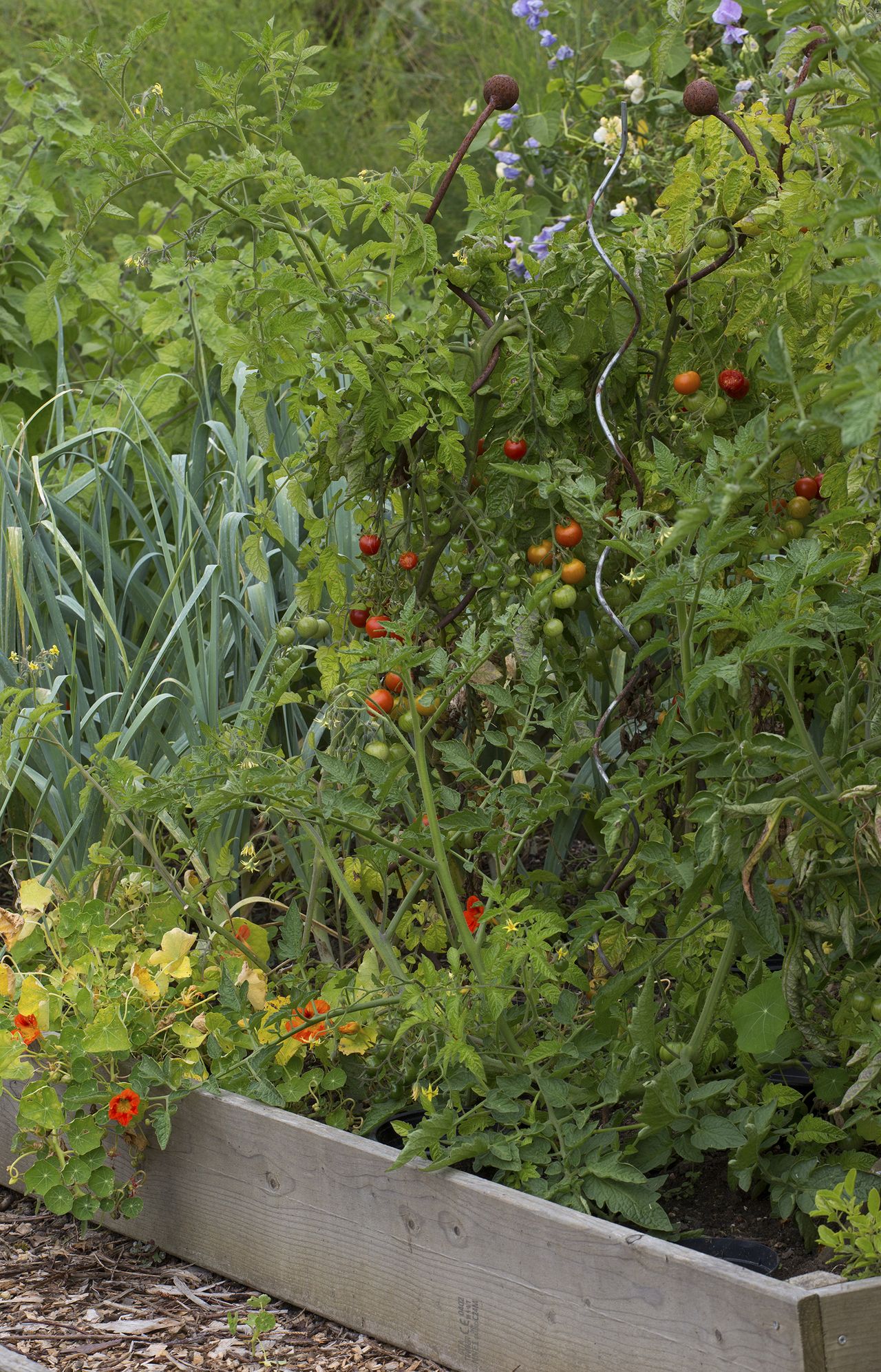 Planning a kitchen garden: from layouts to the best crops | Homes and ...