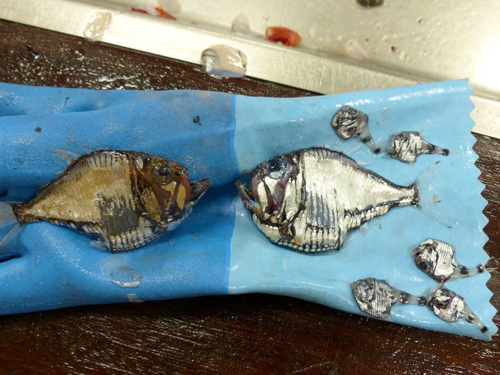 A New Reason to Love Bottom Feeders: They Suck Up Carbon | Live Science