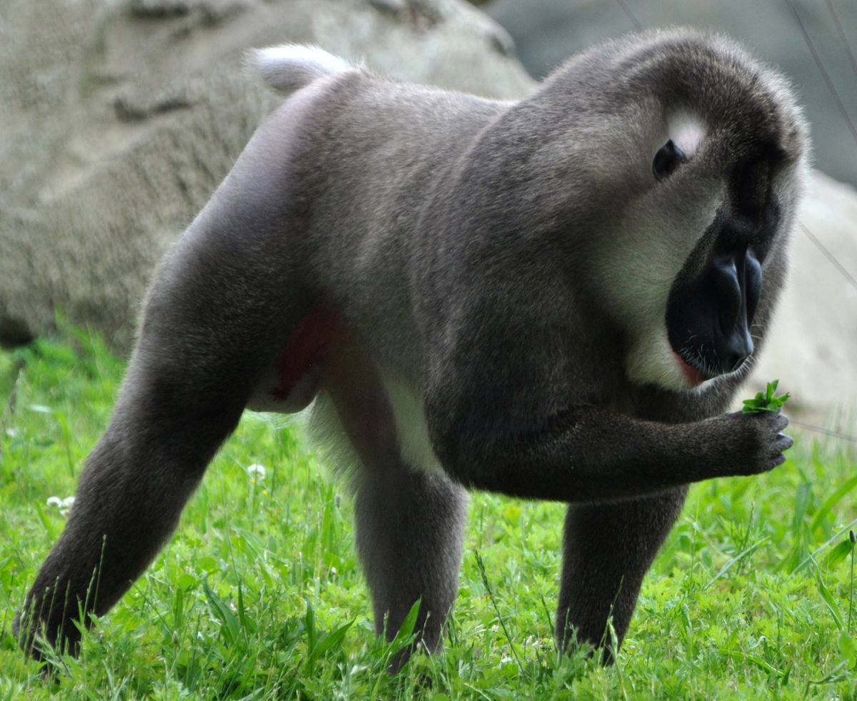 Exotic Monkey Is Extra Sensitive to Warming | Live Science