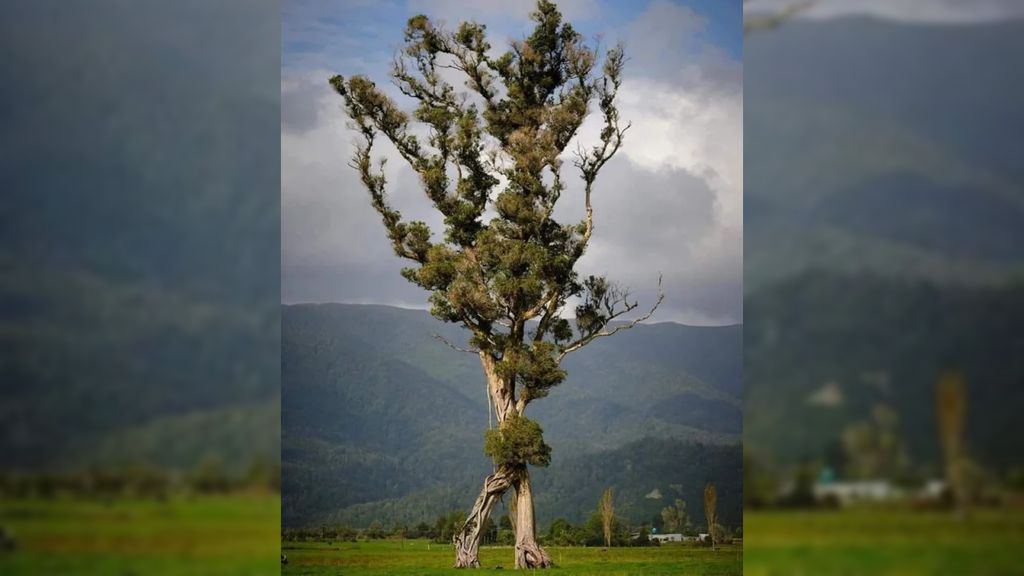 100-foot 'walking tree' in New Zealand looks like an Ent from Lord of ...