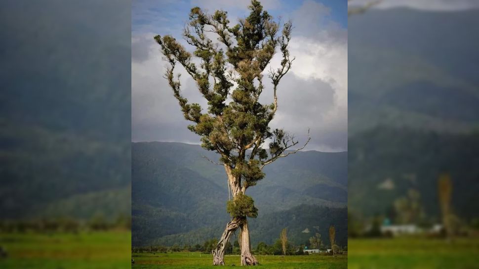 100-foot 'walking tree' in New Zealand looks like an Ent from Lord of ...