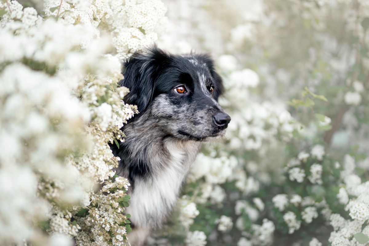 15 cute dog pictures to brighten your day | Digital Camera World