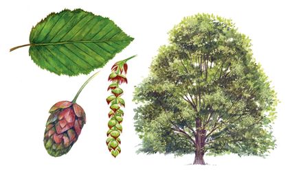 A simple guide to identifying British trees | Country Life
