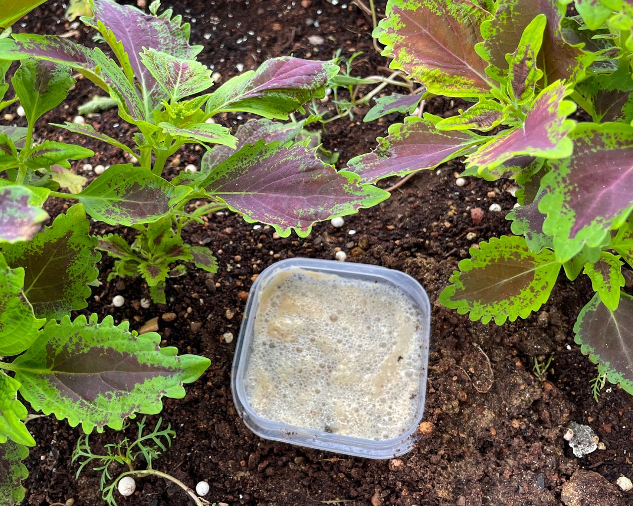 Foolproof Slug Beer Trap to Keep Plants Safe | Gardening Know How