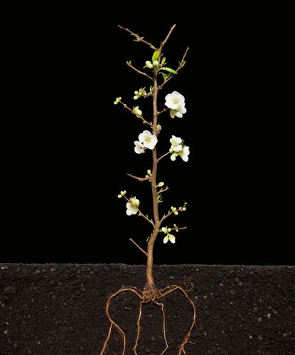 Different Types Of Flowers – Everything You Need To Know | Gardening ...