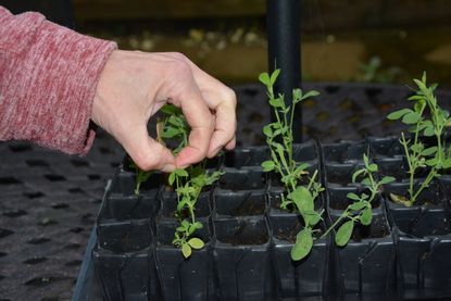 These are the five most common seed starting mistakes, according to ...