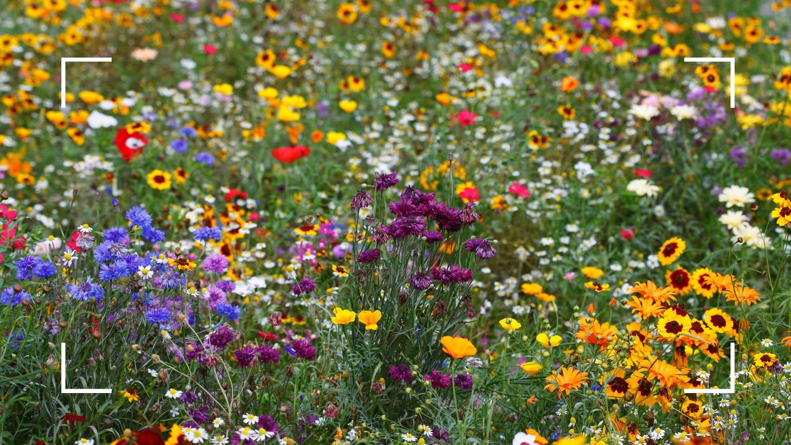Meadowscaping trend: create your own wildflower meadow | Woman & Home