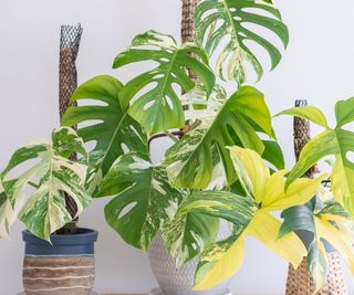 4 Unique Houseplant Pairings for Happier Plants | Gardening Know How