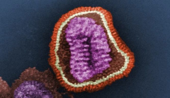 Explainer: What is a Virus? | Live Science