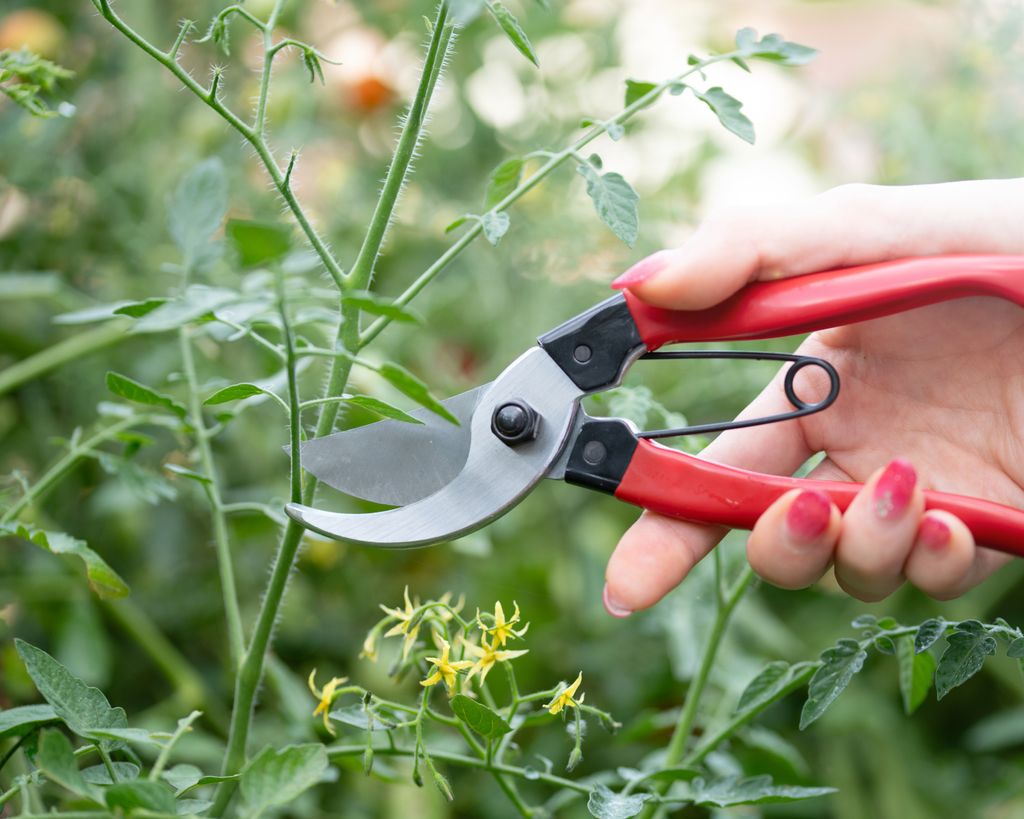 5 Quick June Tasks for Tastier Tomatoes and Bigger Harvests | Gardening ...