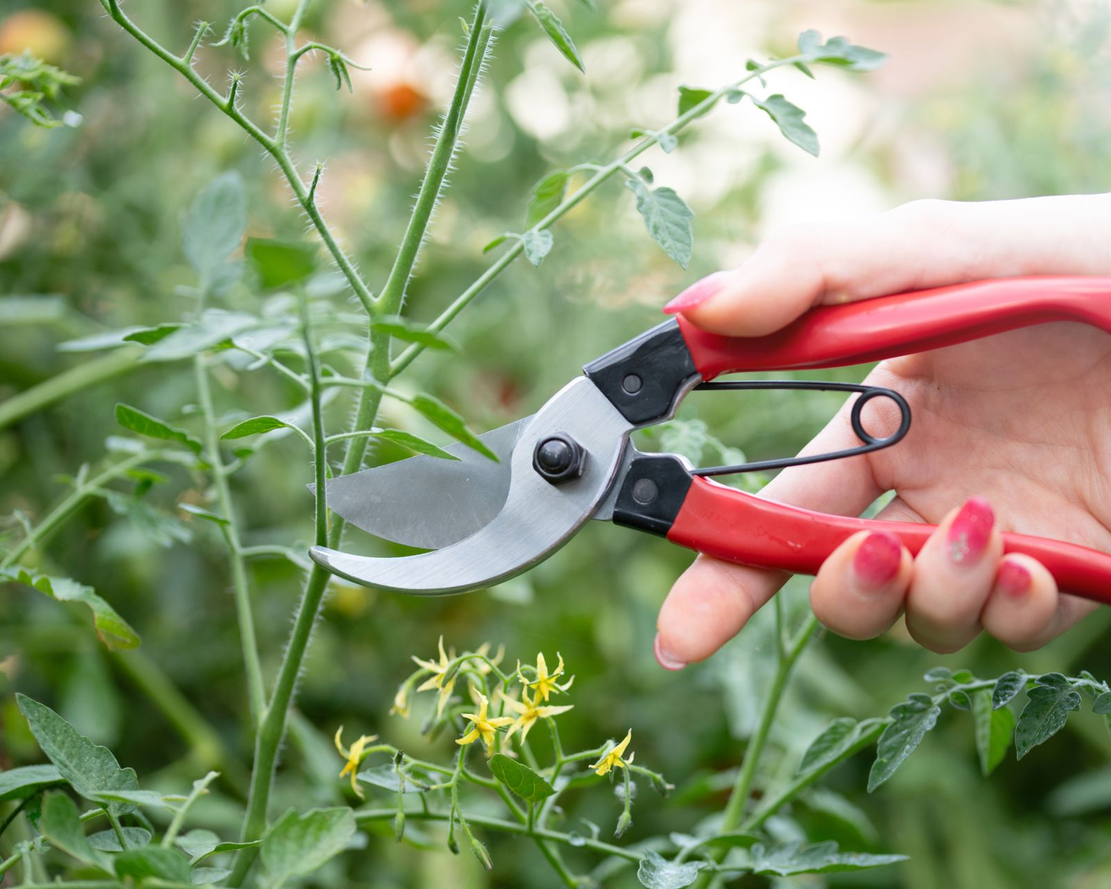 5 Quick June Tasks for Tastier Tomatoes and Bigger Harvests | Gardening ...