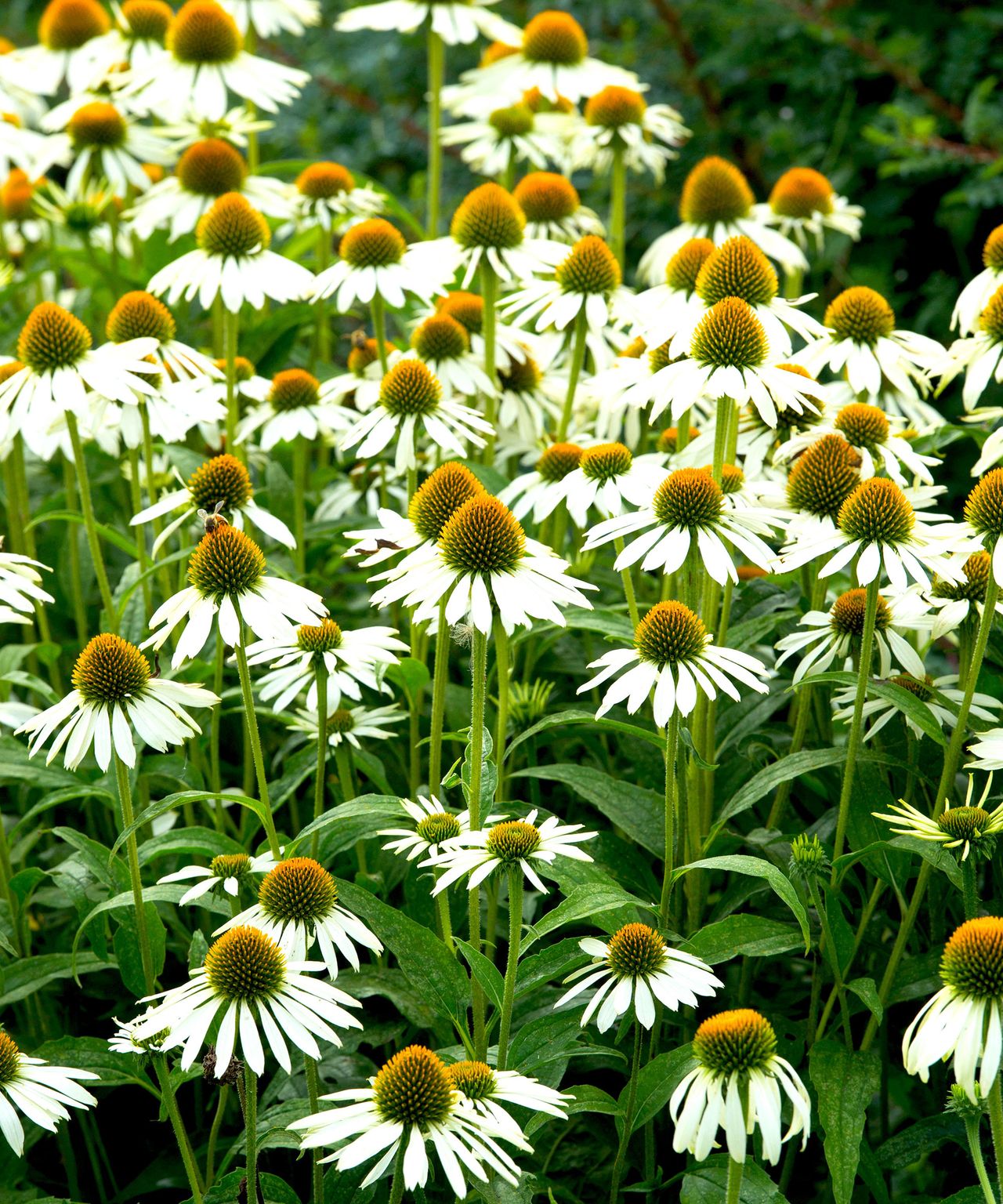 How to grow coneflower: expert tips for growing these perennial ...