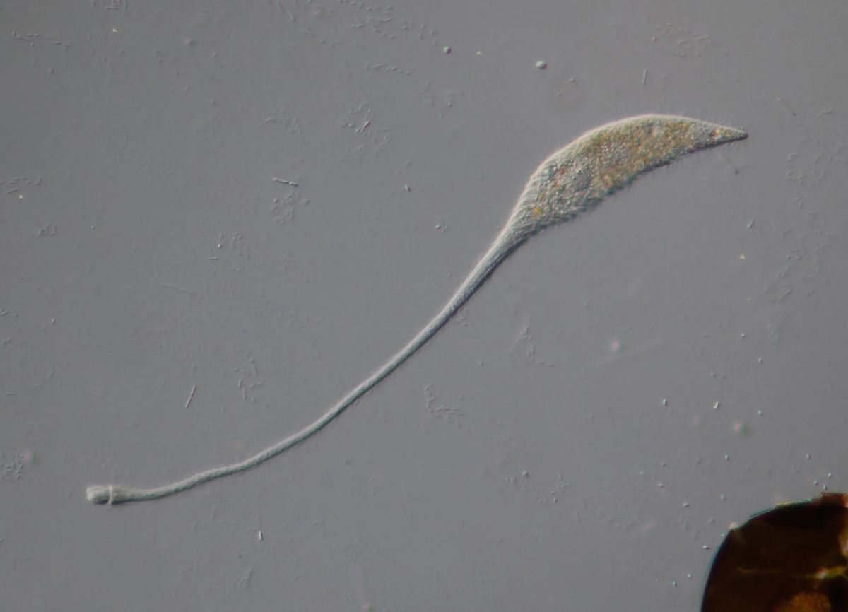 'Loch ness monster' microbe stretches its neck to 30 times its body ...