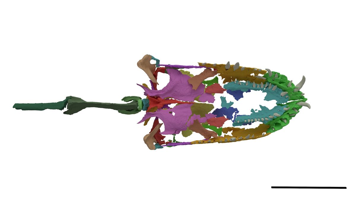 Weird 'broomstick' necked Triassic reptile named after mythical Greek ...