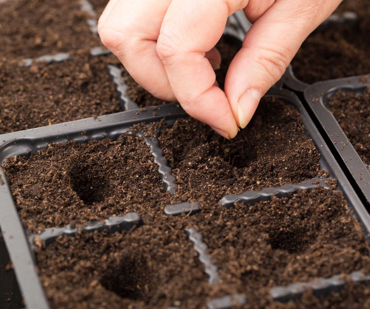 The best soil to start seeds: experts reveal | Homes and Gardens