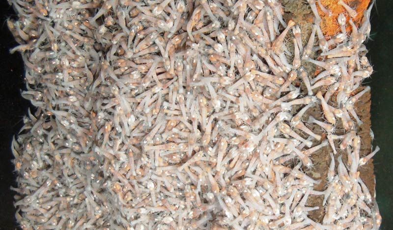 Eyeless Shrimp Discovered at Deepest Volcanic Vents | Live Science