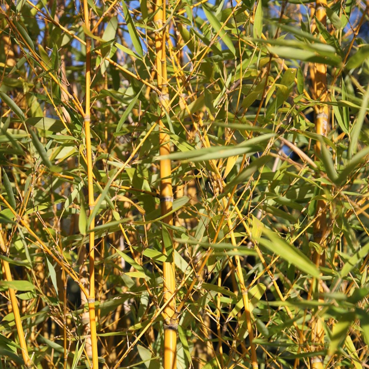 Experts warn against adding 'invasive' bamboo to gardens | Ideal Home