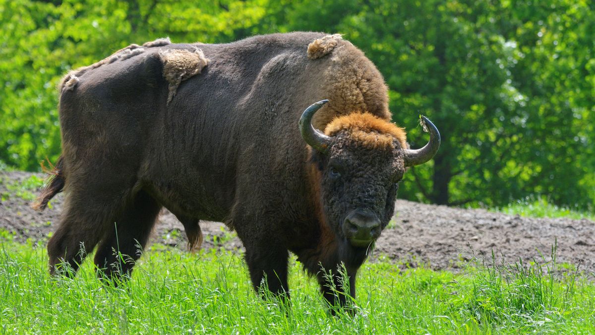 Watch Clueless Yellowstone Tourist Risk His Life To Grab A Photo With ...