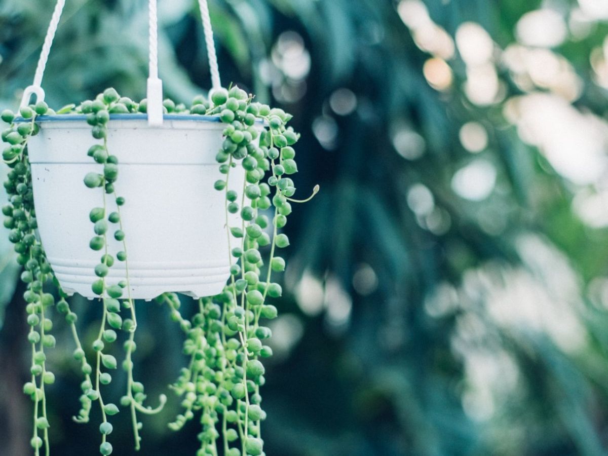 String Of Pearls Plant - Tips For Growing A Rosary String Of Beads ...