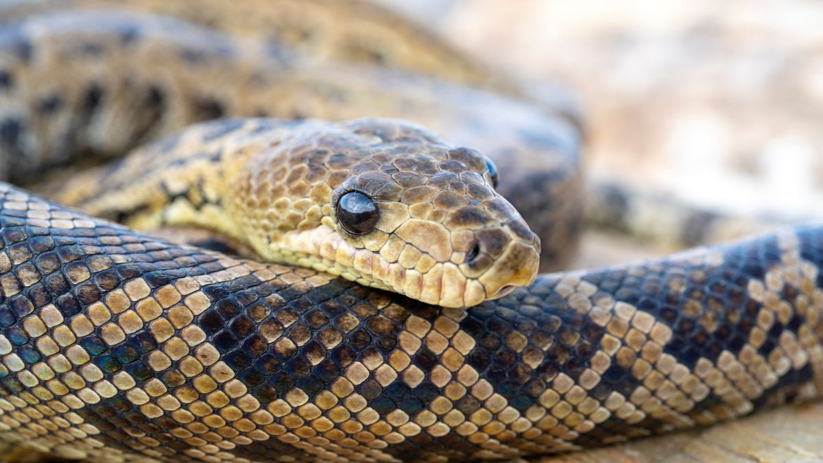 The biggest snake in the world | Live Science