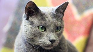 Russian Blue: Breed profile and information | PetsRadar