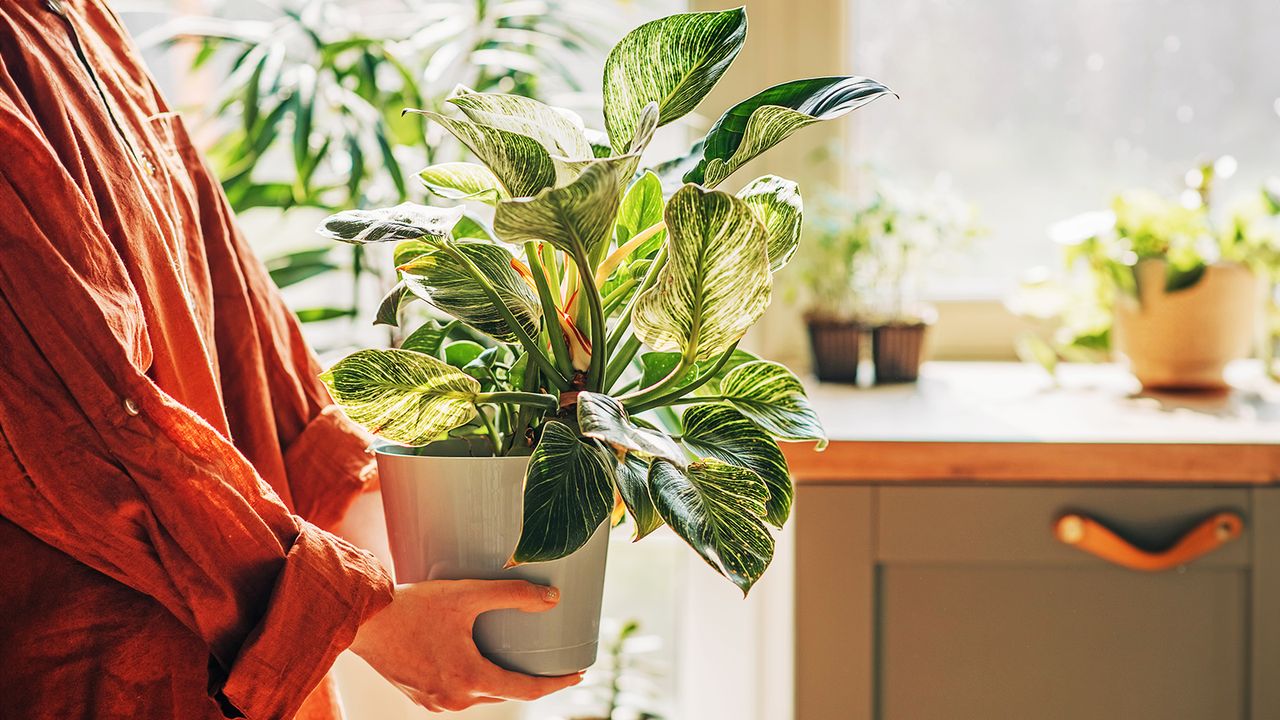 Check Light Levels For Houseplants With The Shadow Test | Gardening ...