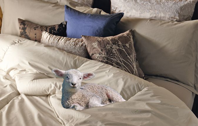 How to sleep like a lamb: the benefit of a pure-wool duvet | Country Life