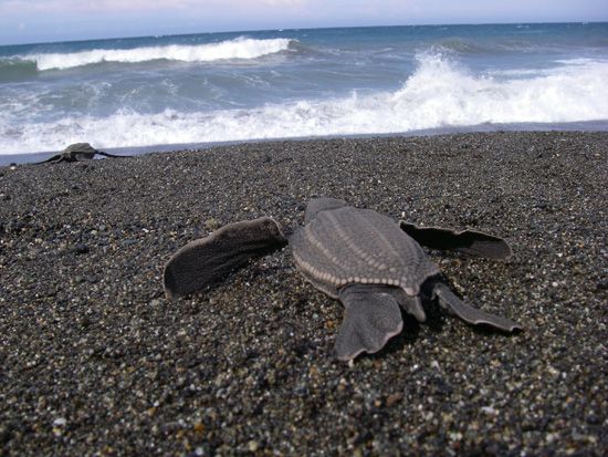 Pacific Leatherback Turtles' Alarming Decline Continues | Live Science