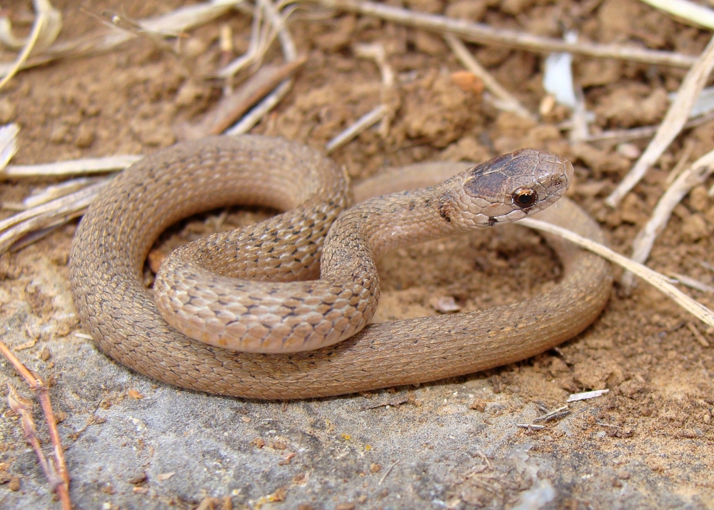 Facts About Brown Snakes Live Science Facts About Brown Snakes Live Science