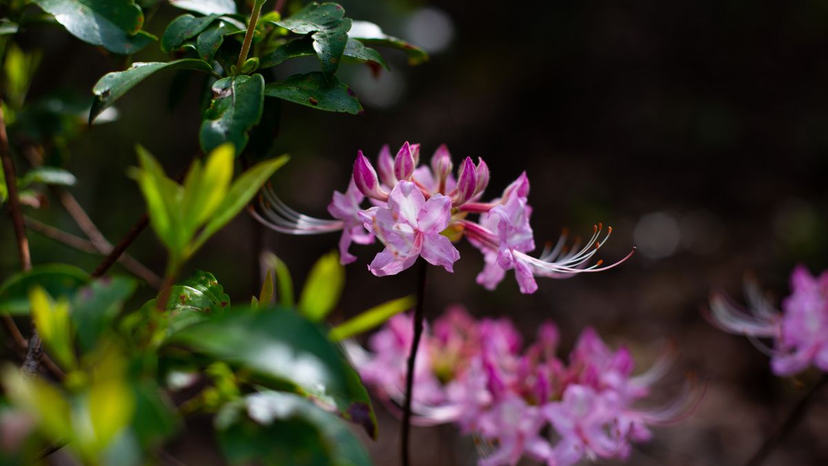 Complete Guide: How To Grow Wild Azalea For Spring Beauty | Gardening ...