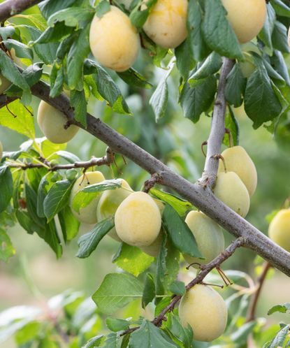 Types of plum trees: 12 varieties for a fruitful harvest | Homes and ...
