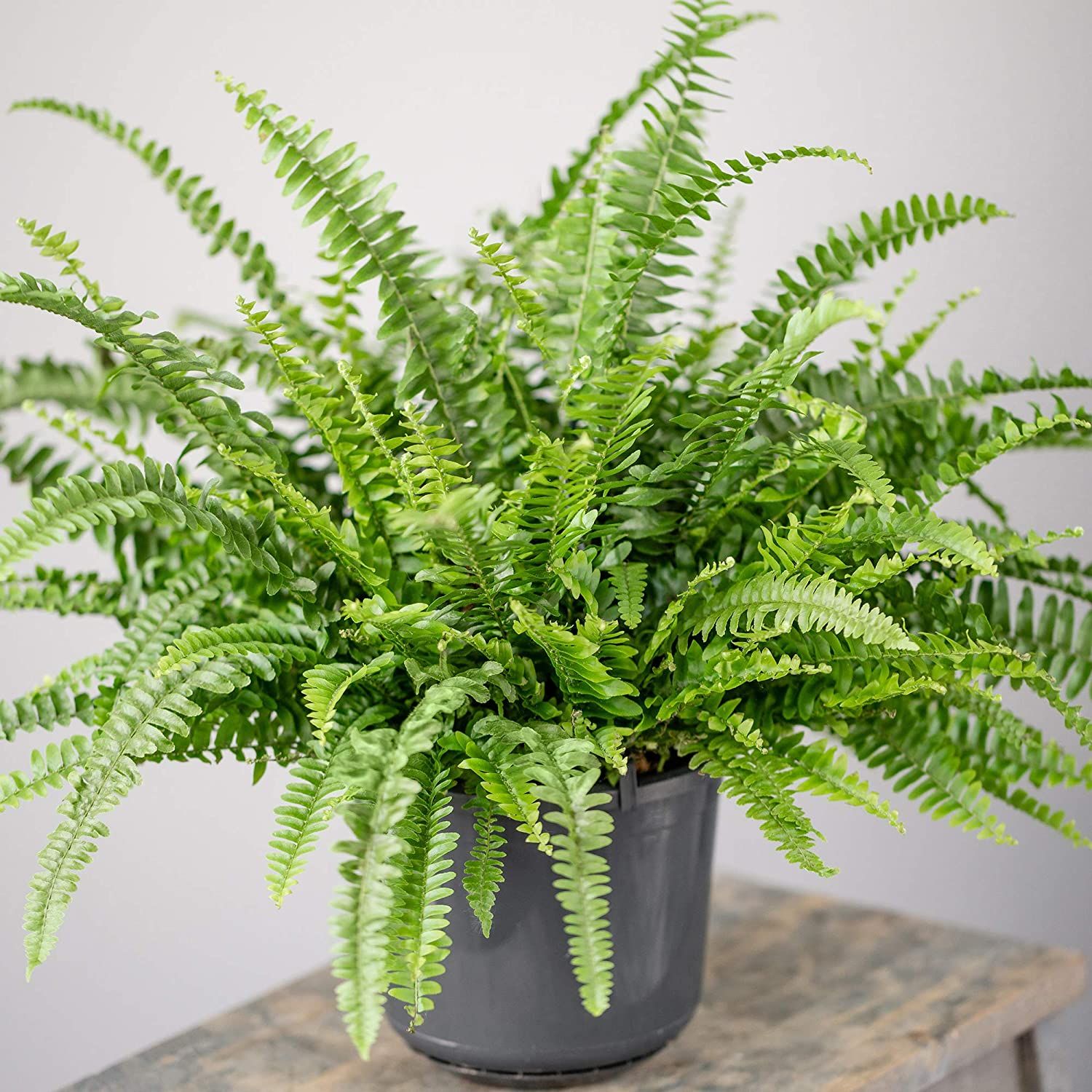 11 pet-friendly house plants – keep cats and dogs safe with non-toxic ...