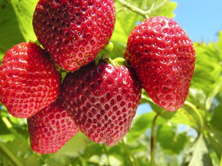 Sequoia Strawberry Information - Tips On Growing Sequoia Strawberries ...