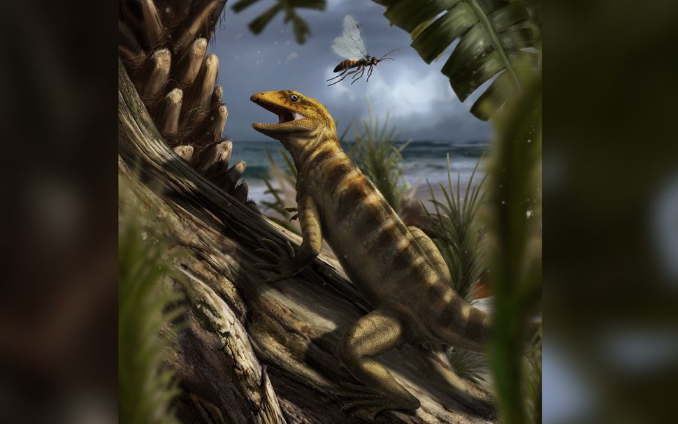 This 240-Million-Year-Old Reptile Is the 'Mother of All Lizards' | Live ...