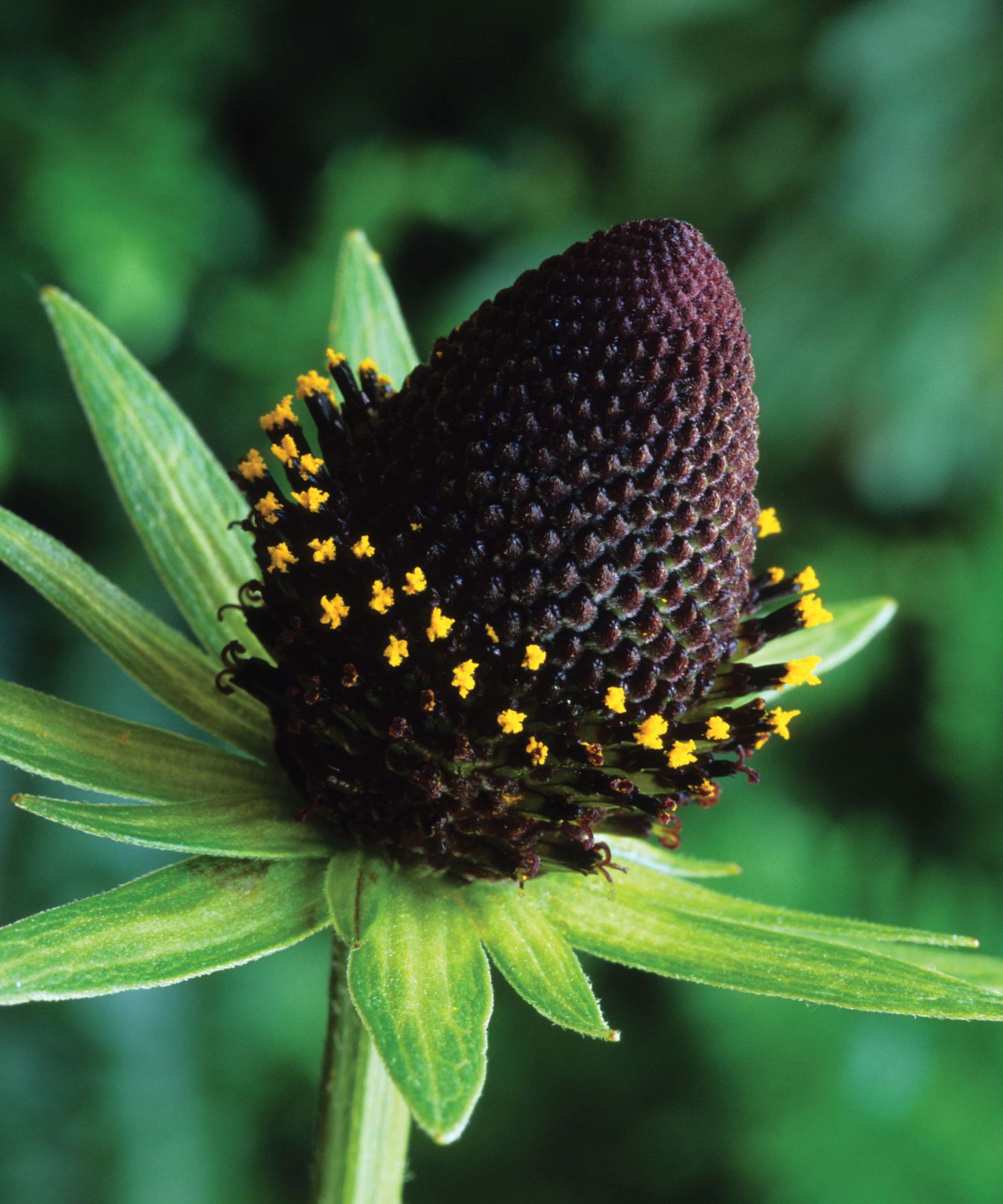 How to grow rudbeckia: tips for endless summer to fall flowers | Homes ...