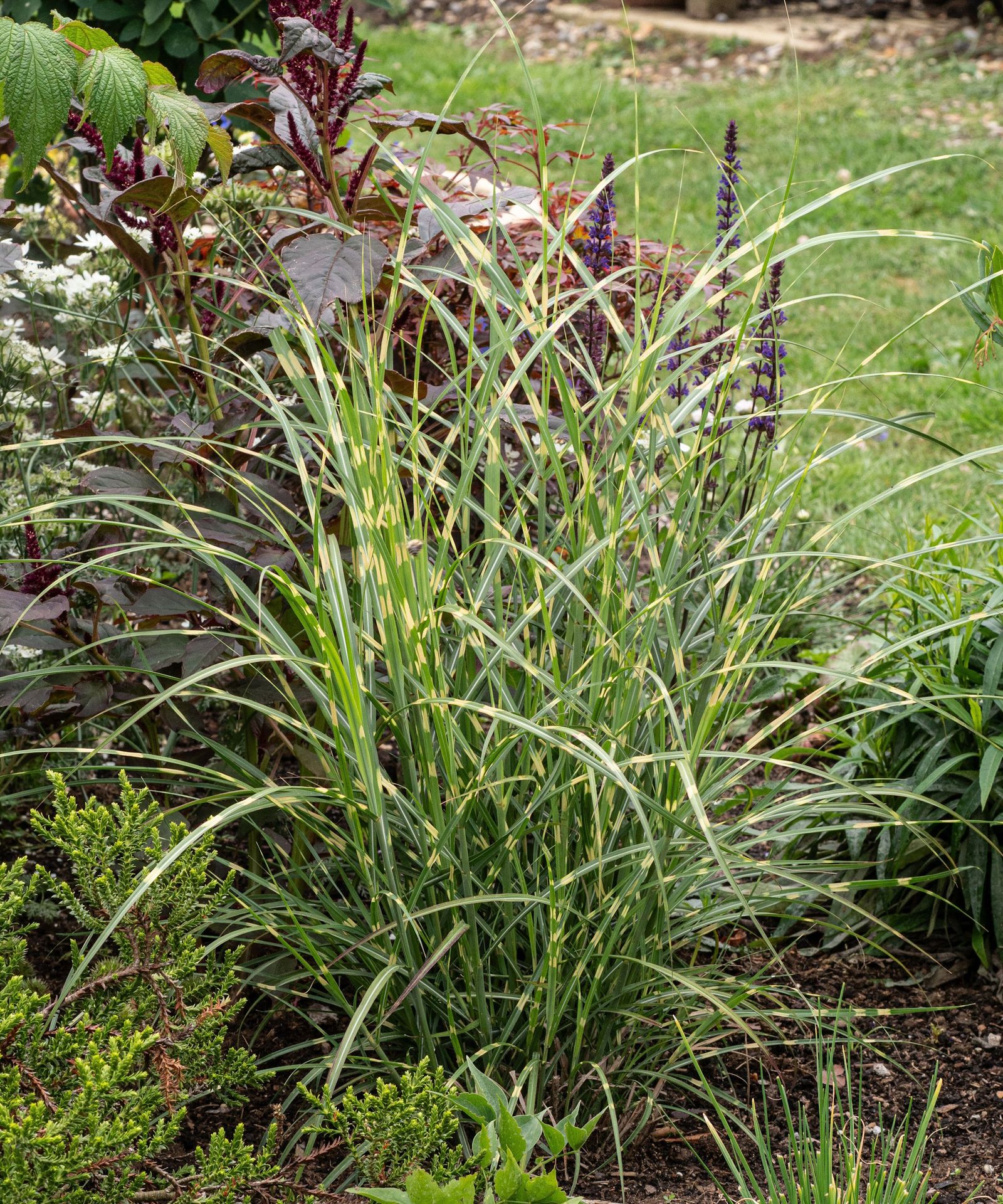 Best miscanthus varieties: 15 of the top ornamental grasses | Homes and ...
