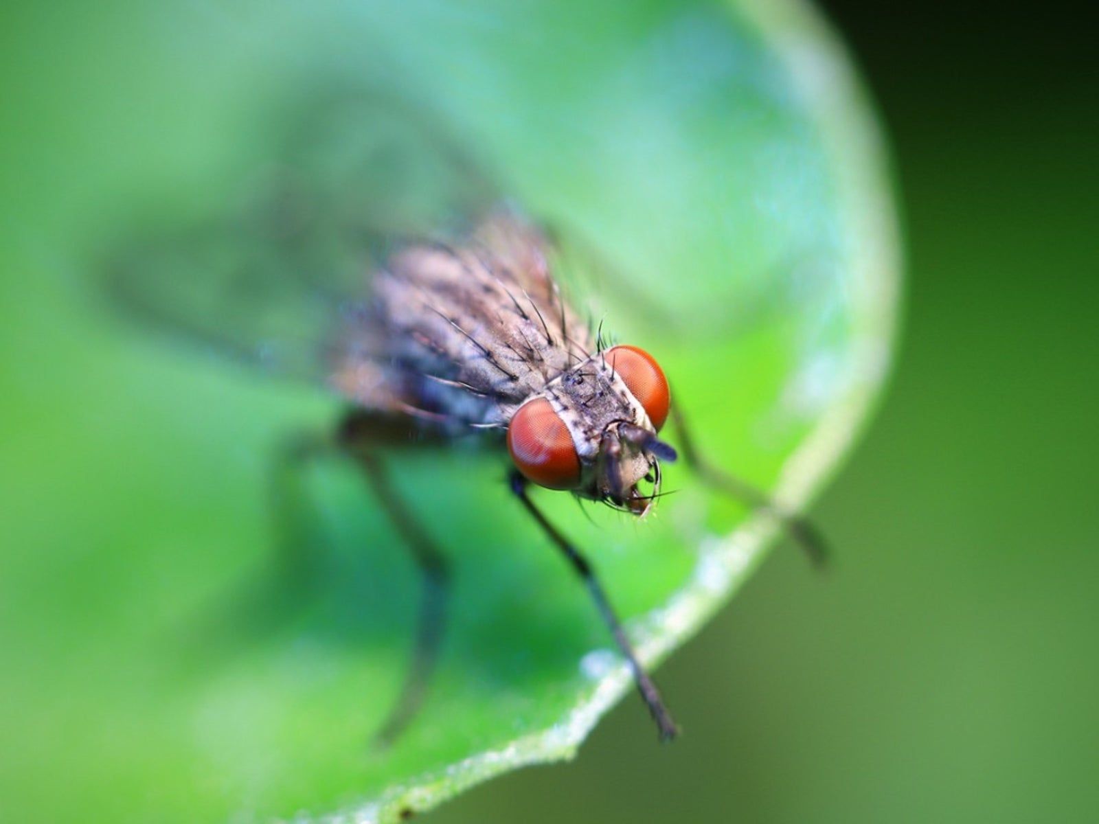Root Maggots: Tips For Root Maggot Treatment | Gardening Know How