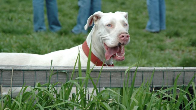 Albino dogs: 32 facts you didn’t know | PetsRadar