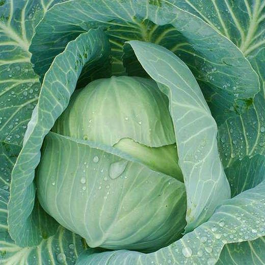 When to plant cabbage in your vegetable garden | Homes and Gardens