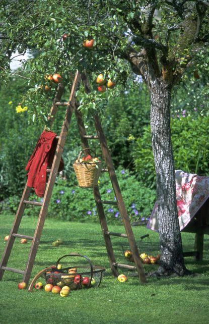 Harvesting apples: how to pick apples correctly | Gardeningetc